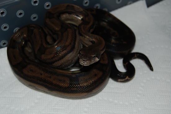 CA Motley Boa Constrictor by Posey Cresteds