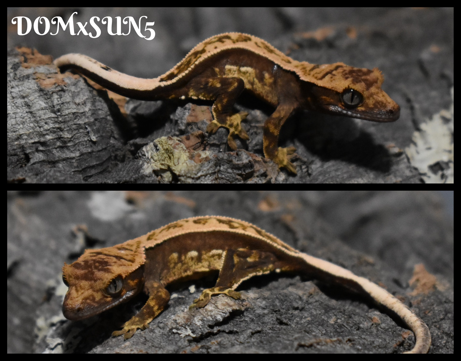 Dominic X Sunflower 5 Crested Gecko by Posey Cresteds - MorphMarket