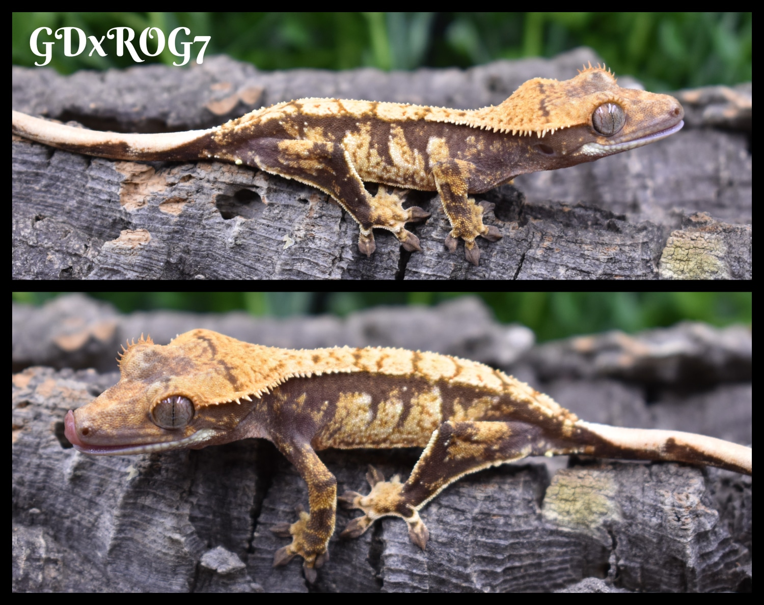 General Disarray X Rogue 7 Crested Gecko by Posey Cresteds - MorphMarket