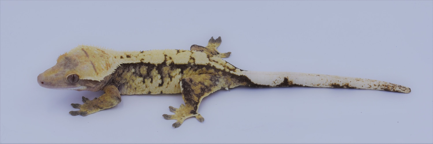 Elkia - 40g Proven Female Crested Gecko by Posey Cresteds - MorphMarket