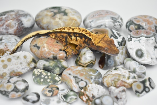 Shiitake X Red Moon 9 - 22g Male Crested Gecko by Posey Cresteds