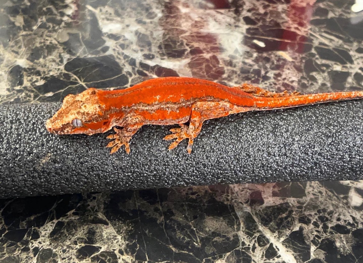 Extreme Super Stripe Bacon Gargoyle Gecko by Gecko Sourcery - MorphMarket