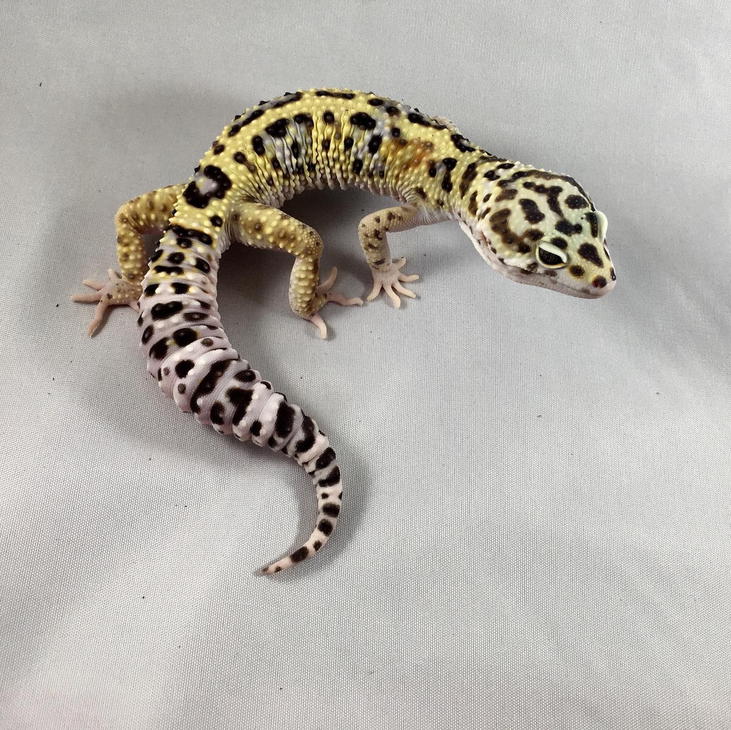 TUG Snow Het RADAR Pos WY Leopard Gecko by Gecko Tribes - MorphMarket