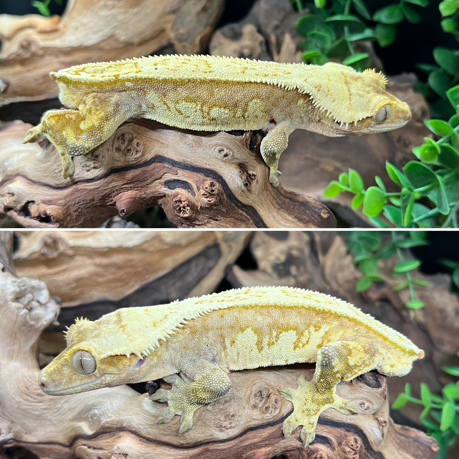 Yellow And Cream Proven Male Crested Gecko by Gecko Vision - MorphMarket