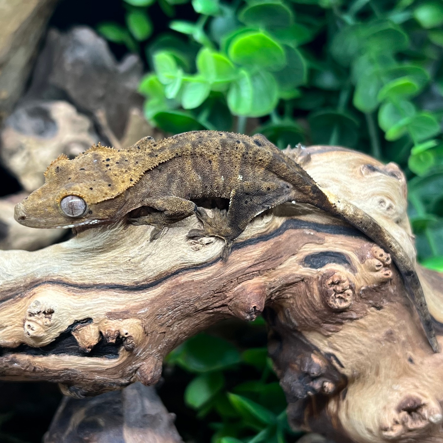 Brindle Dalmatian Crested Gecko by Gecko Vision - MorphMarket