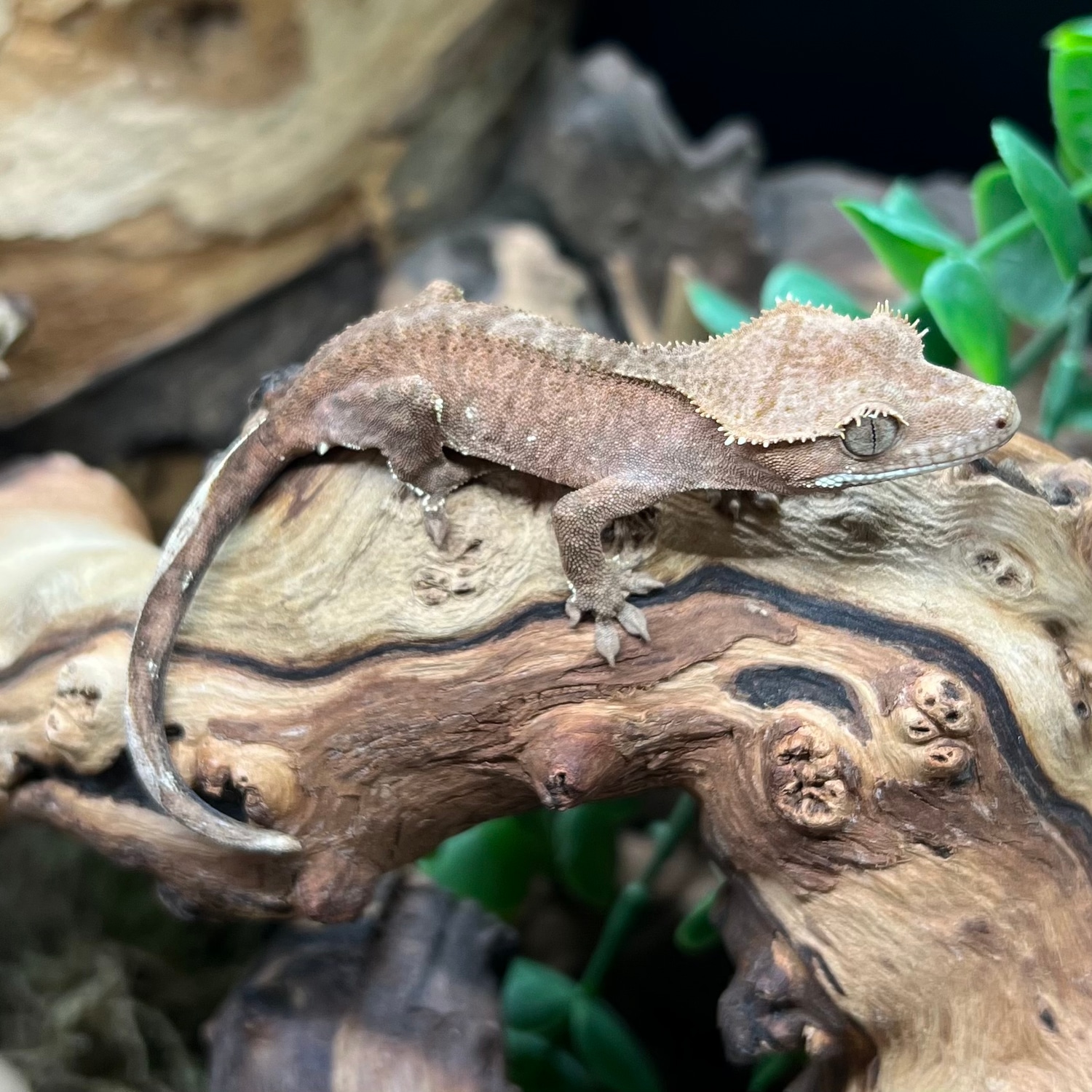 Patternless Red Crested Gecko by Gecko Vision - MorphMarket