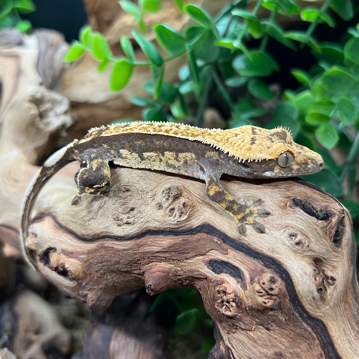 Pinstripe Crested Gecko by Gecko Vision - MorphMarket