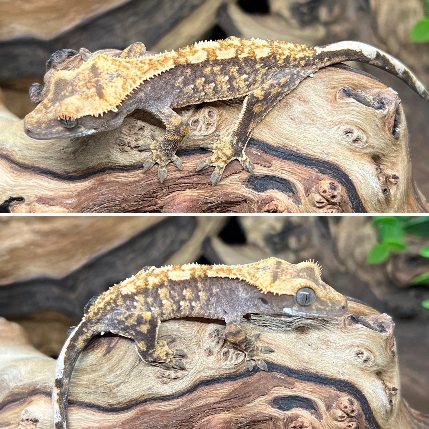 Tricolor Harlequin Crested Gecko by Gecko Vision - MorphMarket