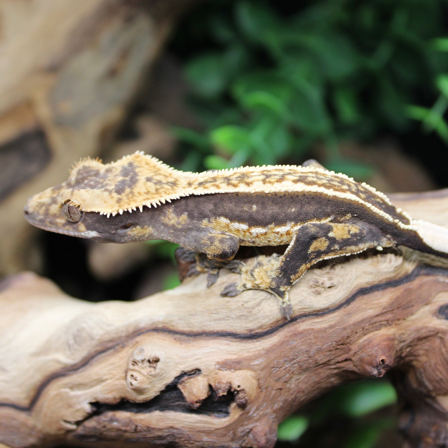 Quadstripe Dark Base And Cream Crested Gecko by Gecko Vision - MorphMarket