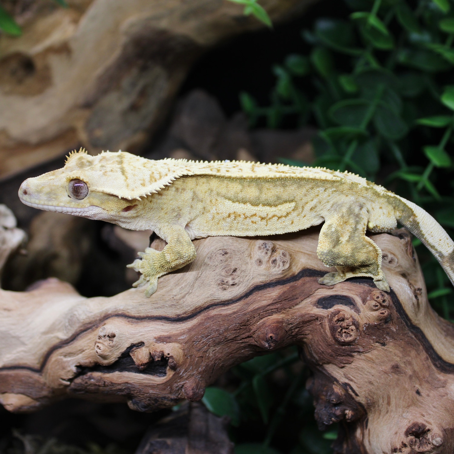 Yellow Quad-stripe Crested Gecko by Gecko Vision - MorphMarket