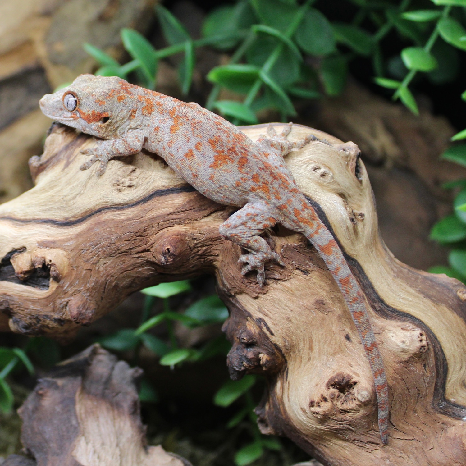 Orange Super Blotch Gargoyle Gecko by Gecko Vision - MorphMarket