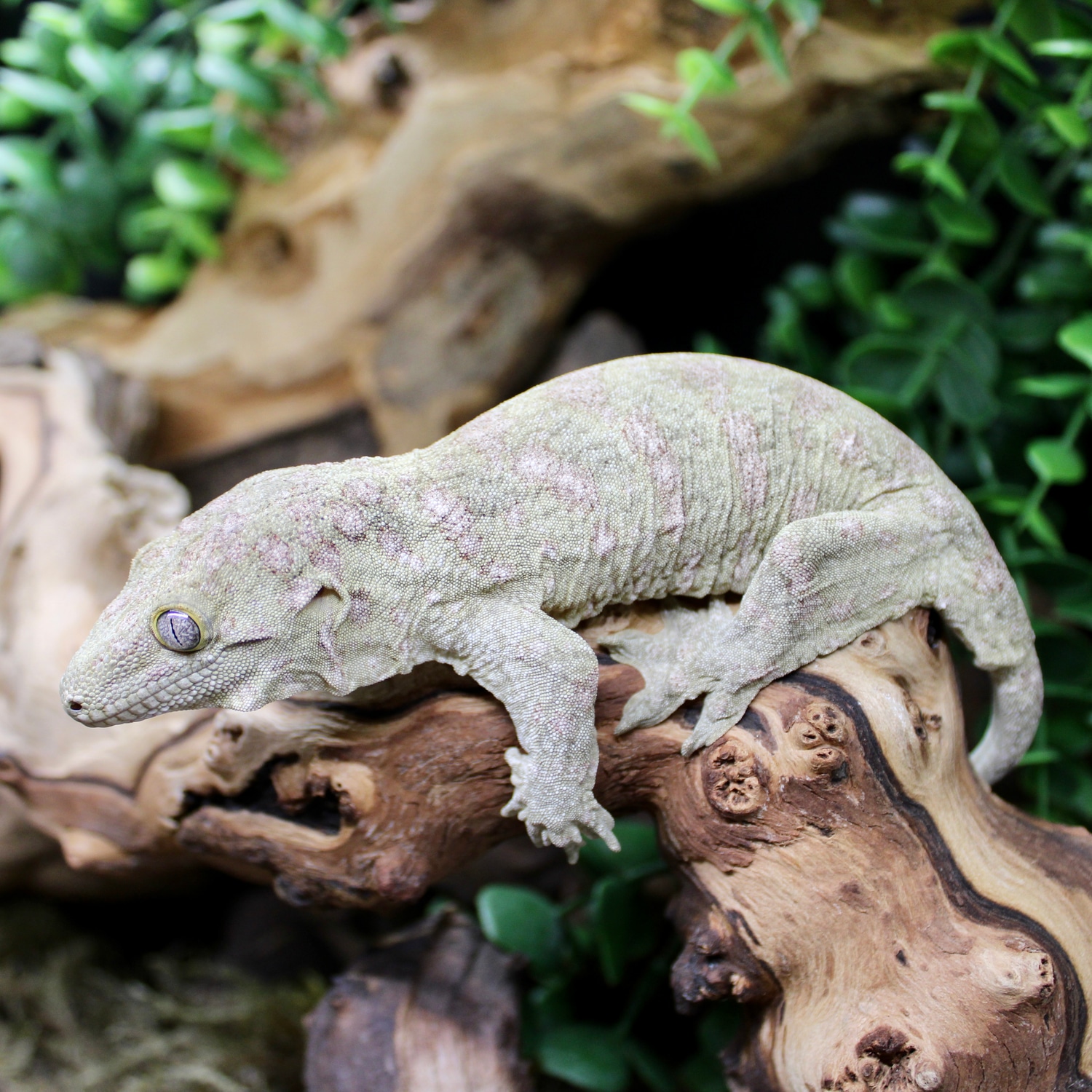 Mixed Locale, Parents 270g, Leachianus Gecko by Gecko Vision - MorphMarket