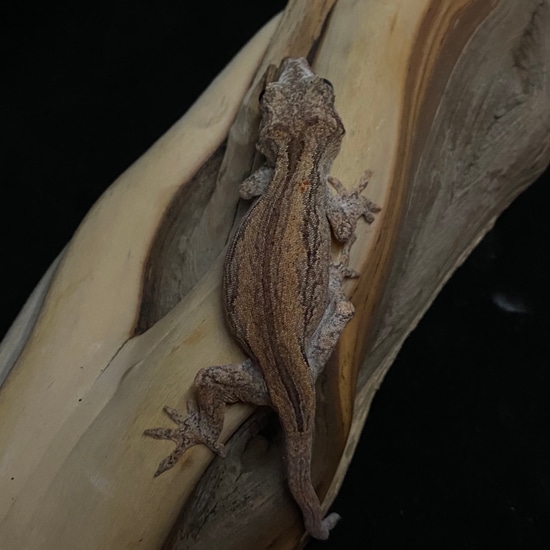 Pastel Pink Gargoyle Gecko by Gecko Zone LLC