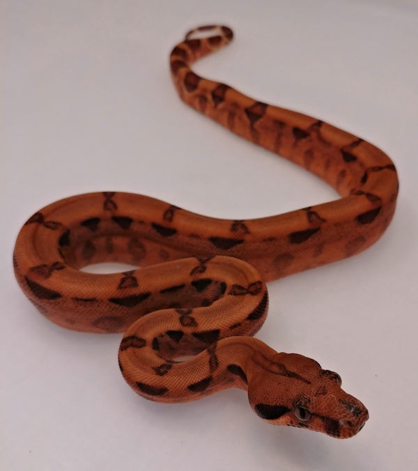 Hypo Blood Boa- 66% Het Kahl Albino Boa Constrictor by Troy Lee's ...