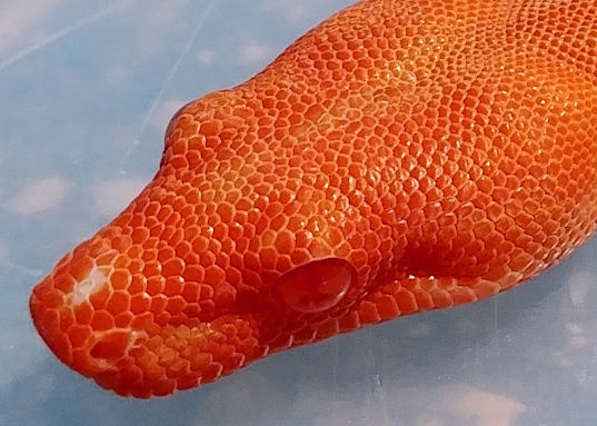 Sun Dragon Boa Boa Constrictor by Troy Lee's Reptiles