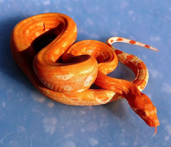 Red Dragon Boa Boa Constrictor by Troy Lee's Reptiles - MorphMarket
