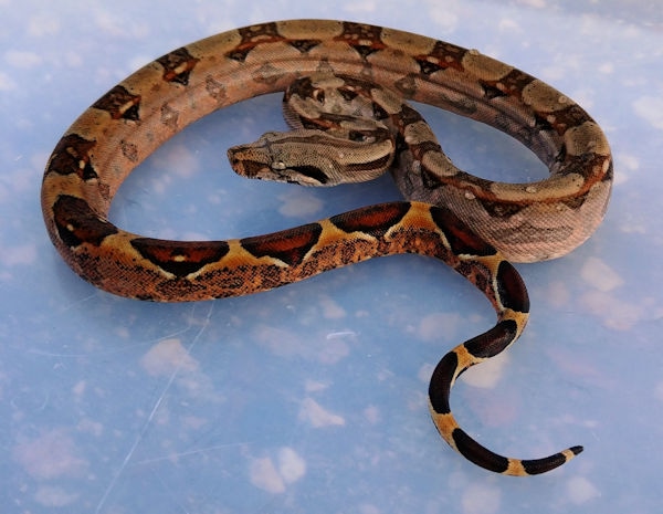 Blood Boa Maker = Kubsch Pastel + 100%Het Blood Boa Constrictor by Troy ...