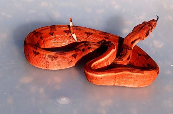 Hypo Jungle Blood Boa - 66% Het Kahl Albino Boa Constrictor by Troy Lee ...