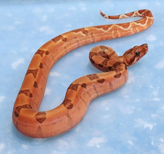 Hypo Blood Boa - 66% Het Albino! Boa Constrictor by Troy Lee's Reptiles