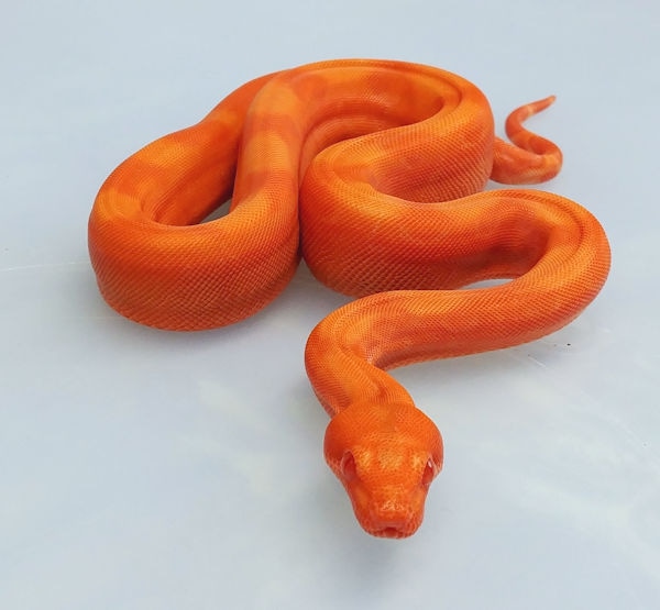 Sun Dragon Boa! Boa Constrictor by Troy Lee's Reptiles - MorphMarket
