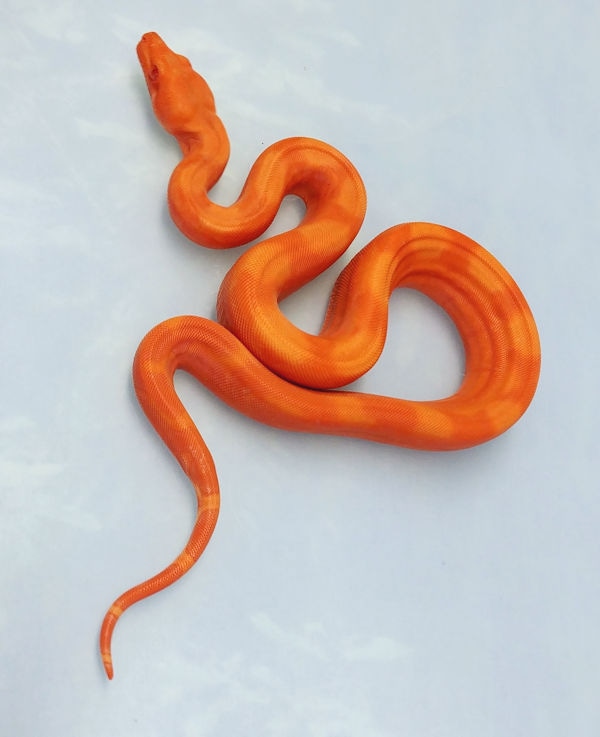 Sun Dragon Boa! Boa Constrictor by Troy Lee's Reptiles - MorphMarket