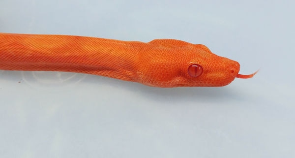 Sun Dragon Boa! Boa Constrictor by Troy Lee's Reptiles - MorphMarket