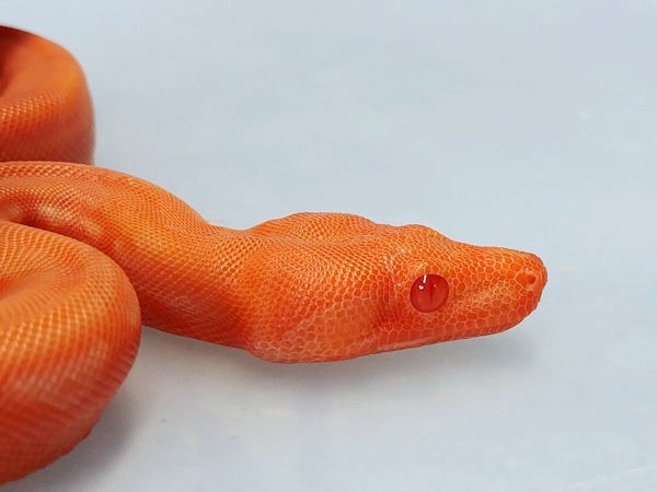 Sun Dragon Boa! Boa Constrictor by Troy Lee's Reptiles - MorphMarket