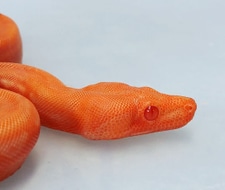 Sun Dragon Boa! Boa Constrictor by Troy Lee's Reptiles - MorphMarket