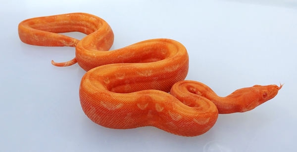 Sun Dragon Boa! Boa Constrictor by Troy Lee's Reptiles - MorphMarket