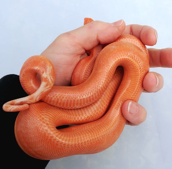 Sun Dragon Boa! Boa Constrictor by Troy Lee's Reptiles - MorphMarket