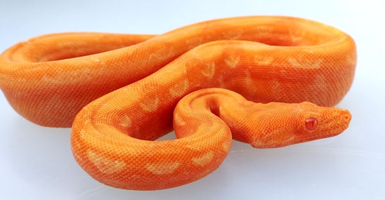 Sun Dragon Boa! Boa Constrictor by Troy Lee's Reptiles