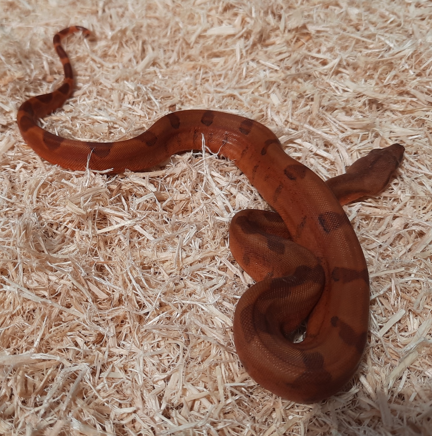 Hypo Jungle Blood Het Albino Boa Constrictor by Troy Lee's Reptiles ...