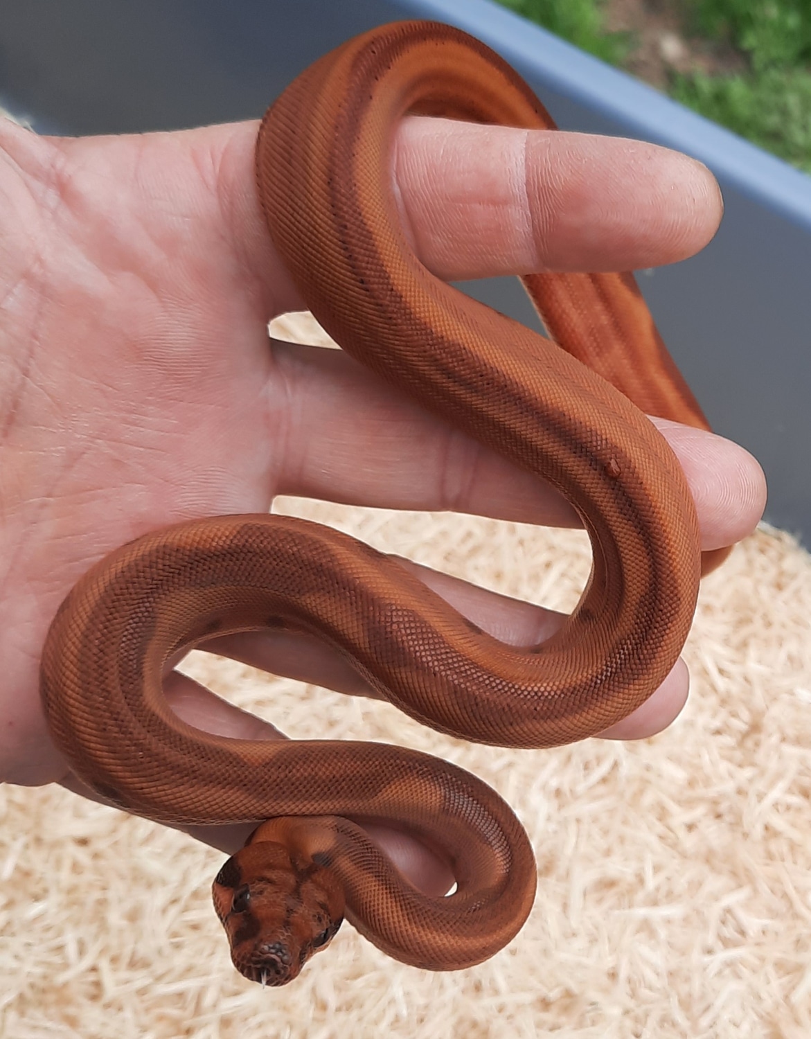 Hypo Blood Jungle Het Albino Boa Constrictor by Troy Lee's Reptiles ...