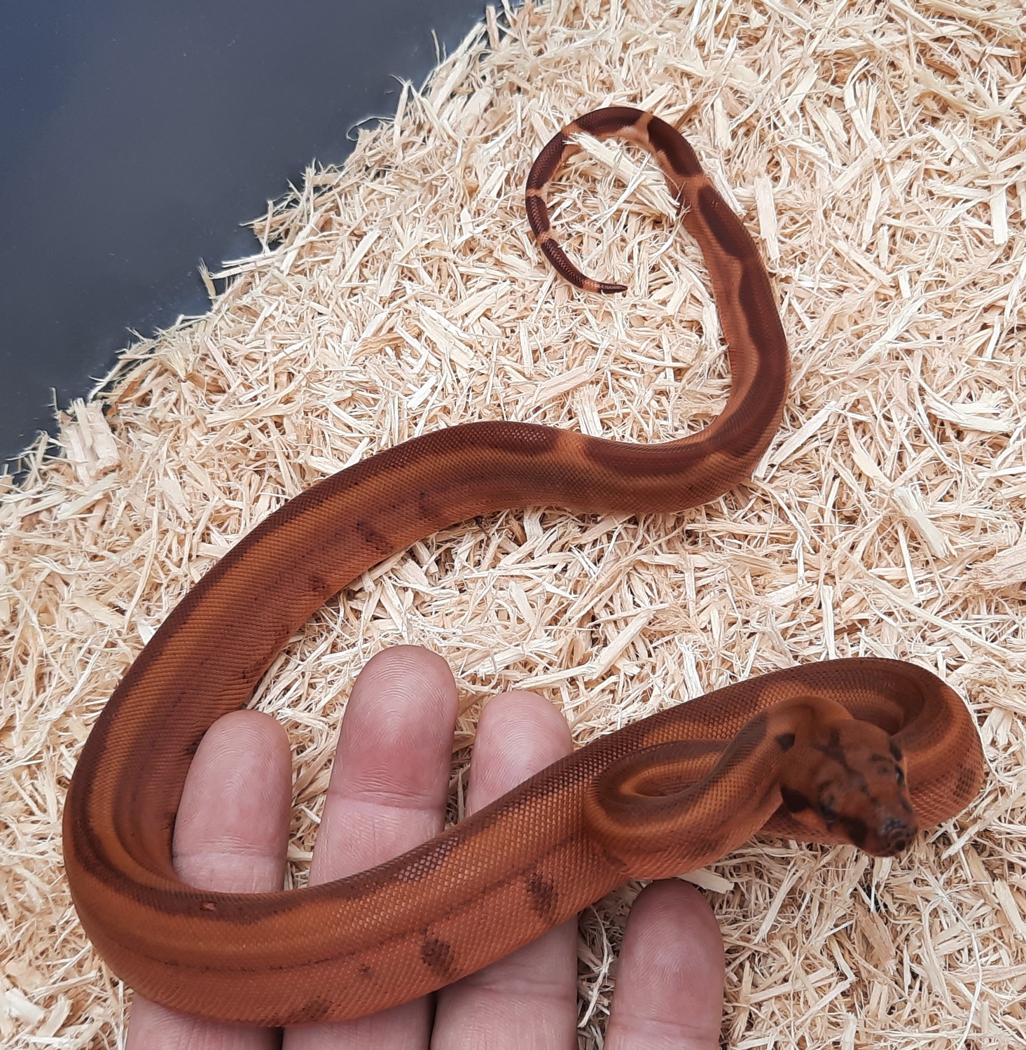 Hypo Blood Jungle Het Albino Boa Constrictor by Troy Lee's Reptiles ...