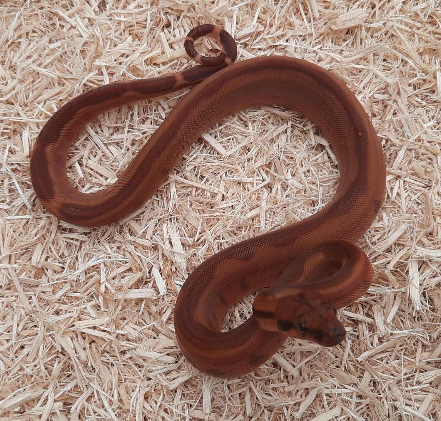 Hypo Blood Jungle Het Albino Boa Constrictor by Troy Lee's Reptiles ...