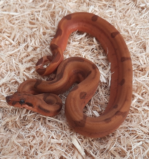 Hypo Blood Jungle Het Albino Boa Constrictor by Troy Lee's Reptiles ...