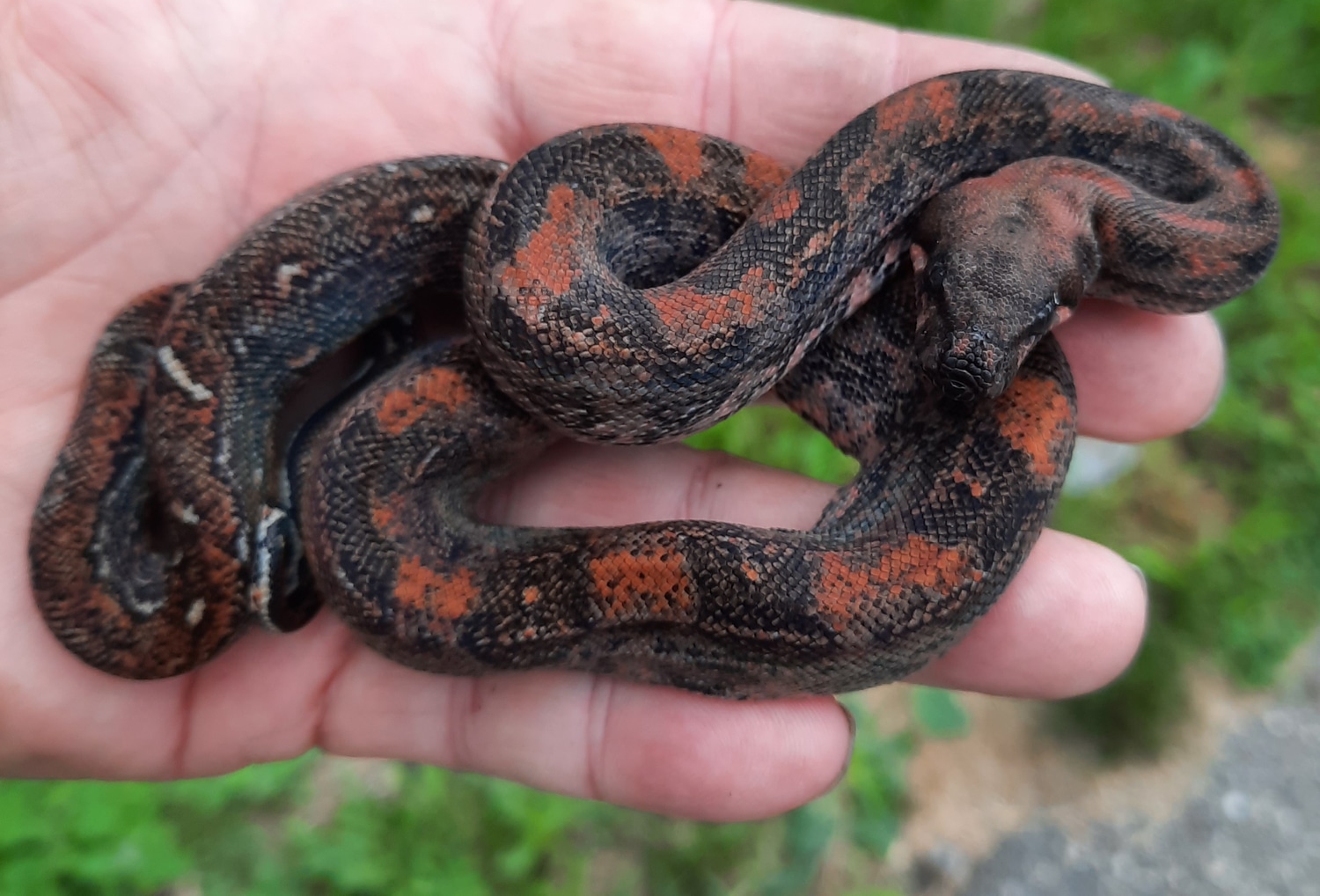 Blood Leopard Boa-Rare Combo! Boa Constrictor by Troy Lee's Reptiles ...