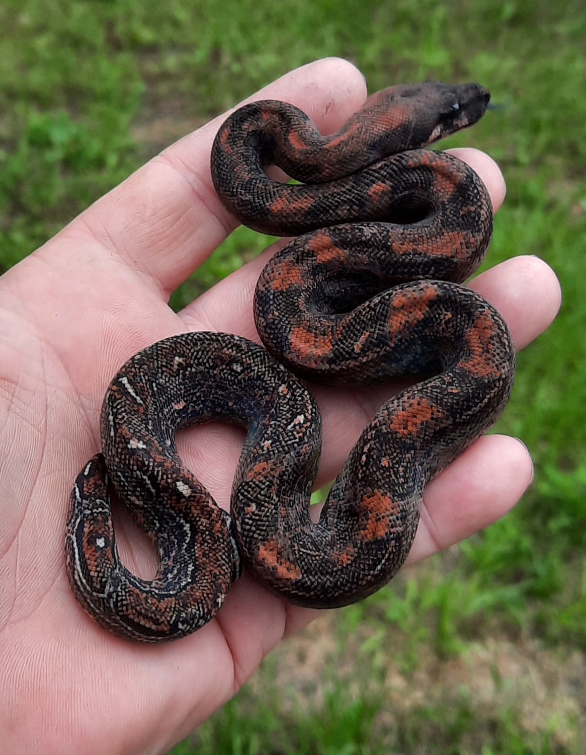 Blood Leopard Boa-Rare Combo! Boa Constrictor by Troy Lee's Reptiles ...