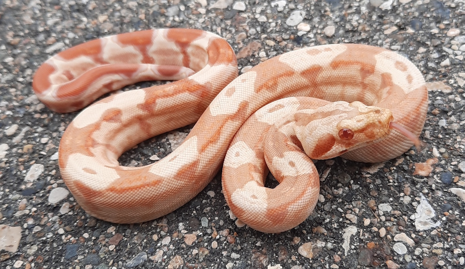 IMG Sunglow 66% Blood Boa Constrictor by Troy Lee's Reptiles - MorphMarket