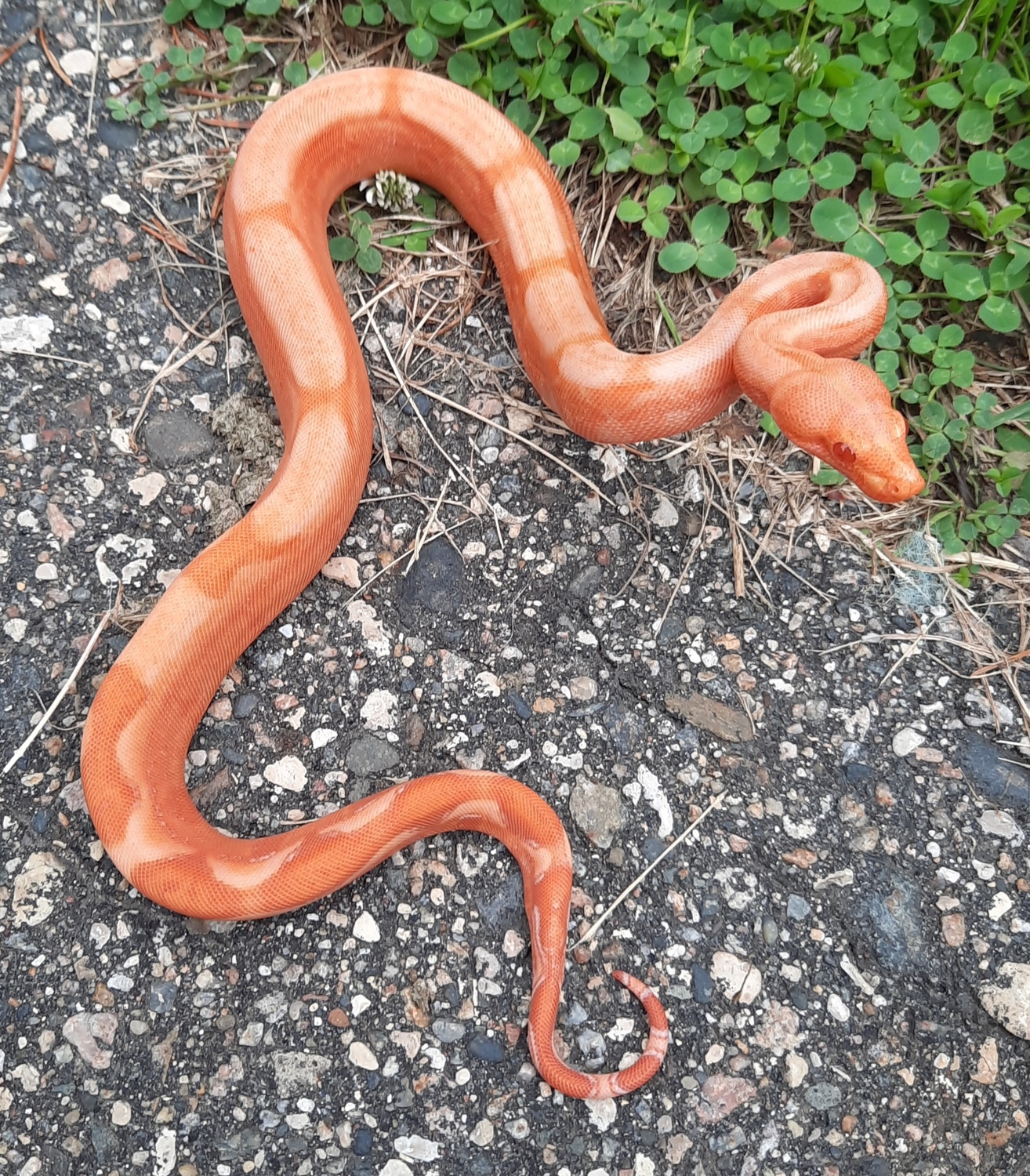 IMG Sun Dragon! Boa Constrictor by Troy Lee's Reptiles - MorphMarket