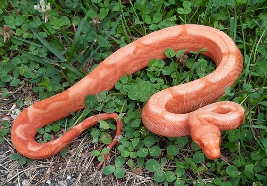 IMG Sun Dragon! Boa Constrictor by Troy Lee's Reptiles - MorphMarket