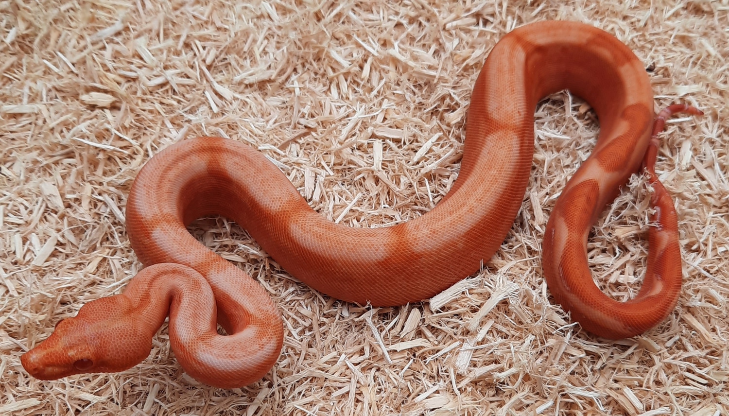 IMG Sun Dragon! Boa Constrictor by Troy Lee's Reptiles - MorphMarket