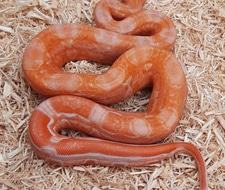 IMG Red Dragon! Boa Constrictor by Troy Lee's Reptiles - MorphMarket