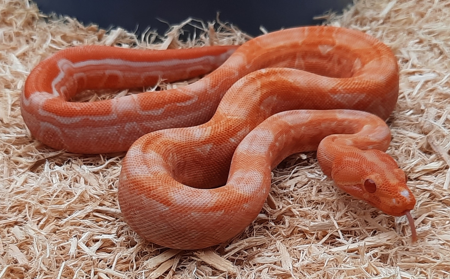 IMG Red Dragon! Boa Constrictor by Troy Lee's Reptiles - MorphMarket