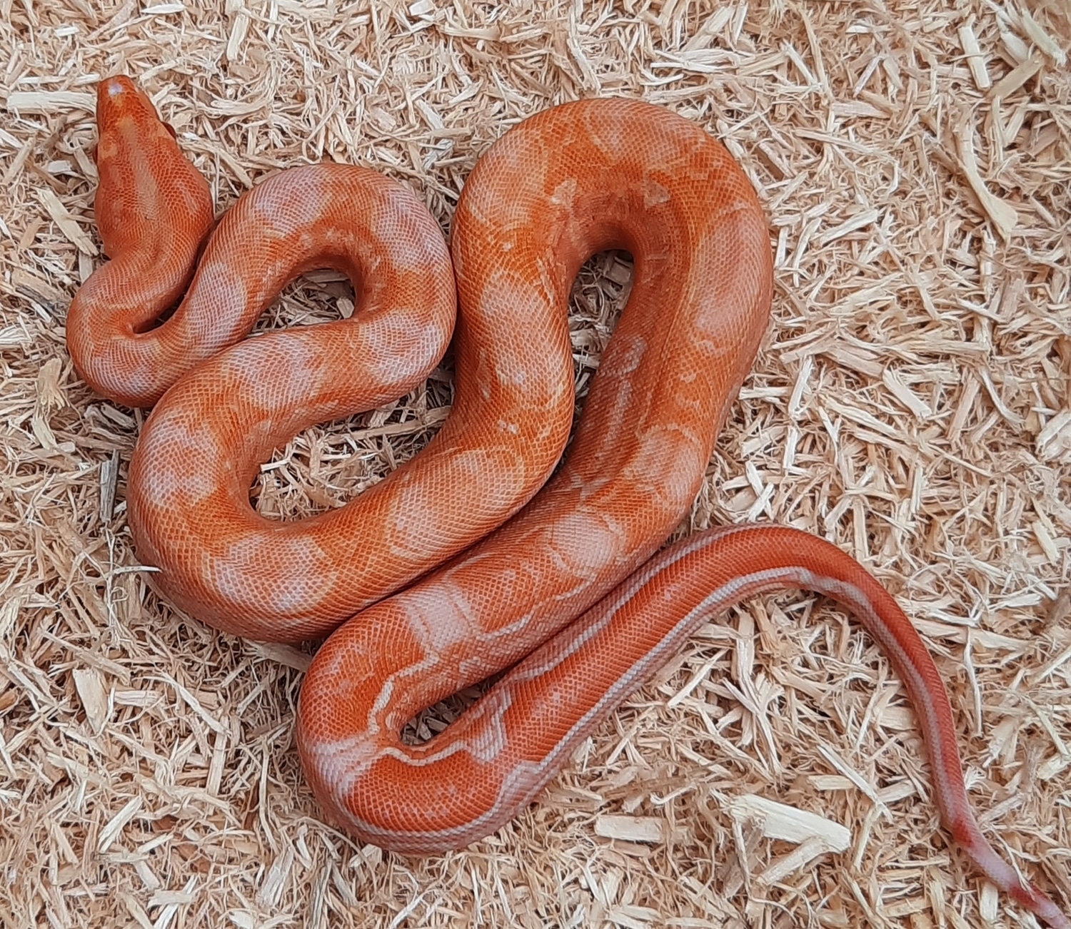 IMG Red Dragon! Boa Constrictor by Troy Lee's Reptiles - MorphMarket