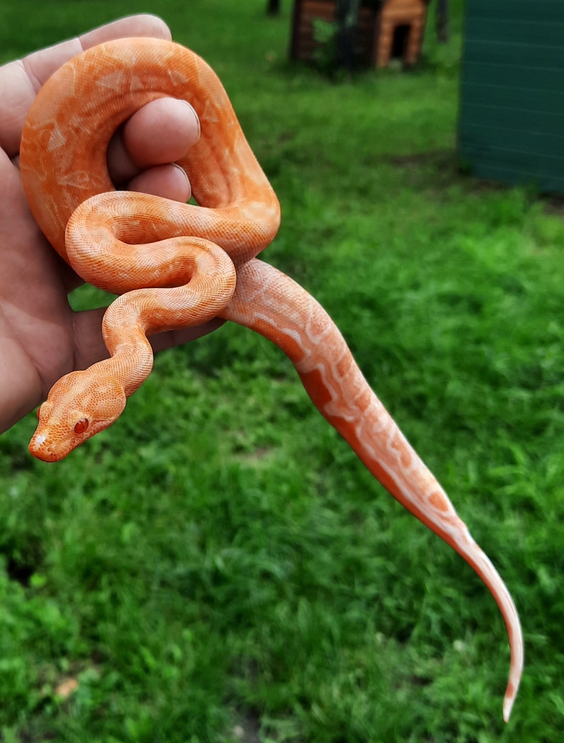 IMG Red Dragon! Boa Constrictor by Troy Lee's Reptiles - MorphMarket