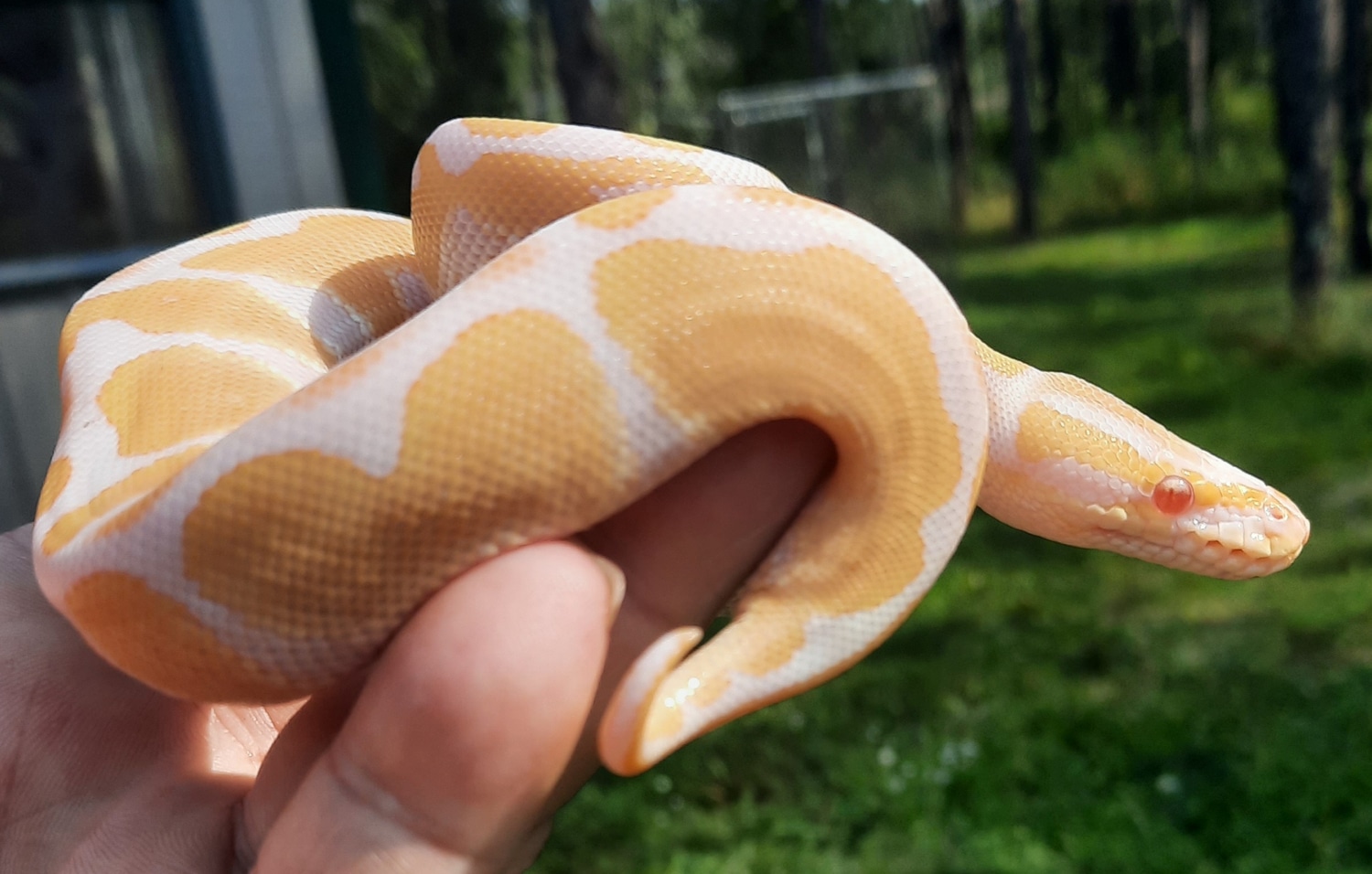 Albino Ball Python by Troy Lee's Reptiles - MorphMarket