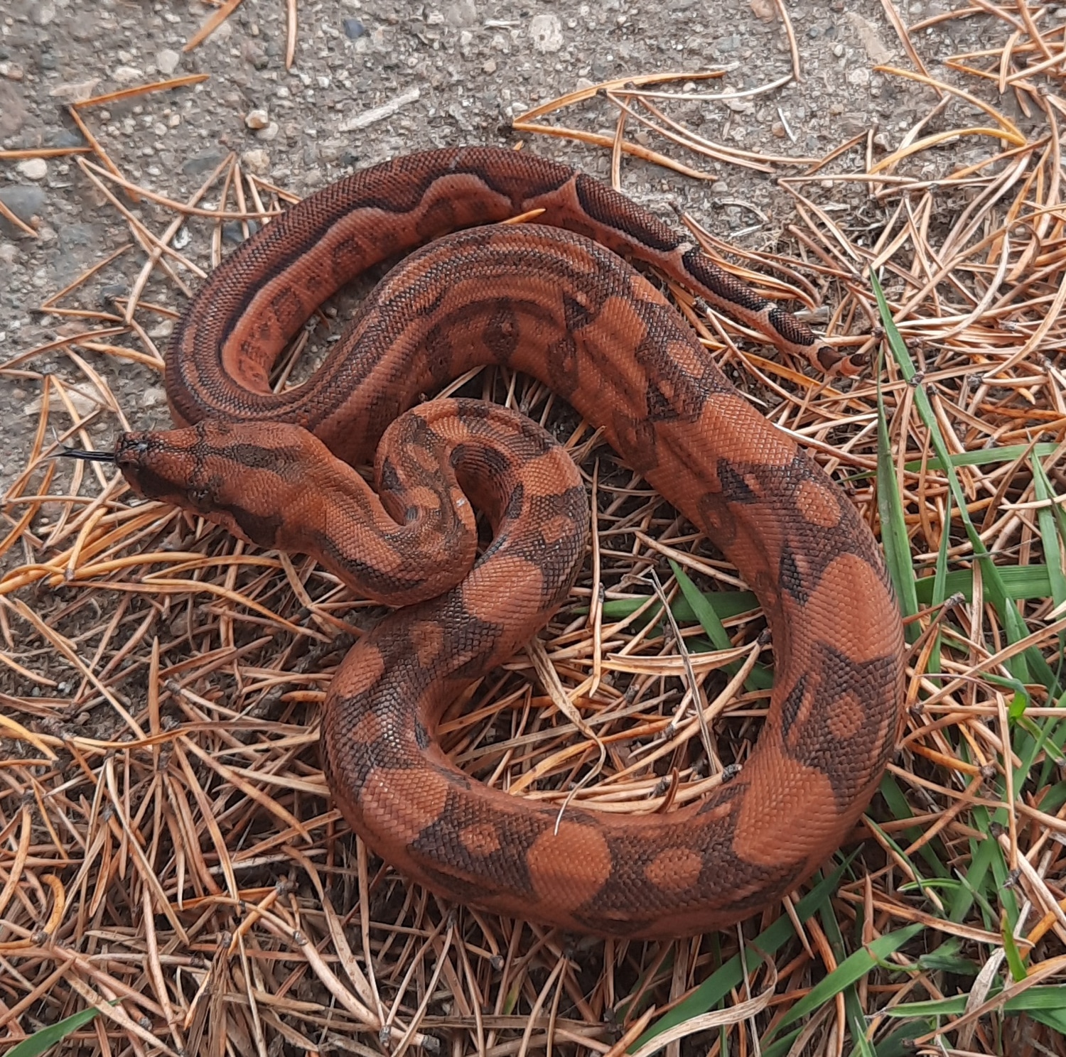 Blood 66% Het Leopard Boa Constrictor by Troy Lee's Reptiles - MorphMarket