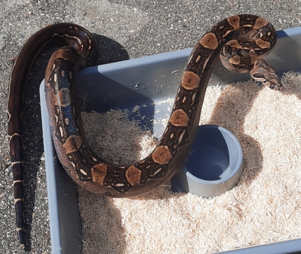 Blood Leopard Boa-Rare Combo! Boa Constrictor by Troy Lee's Reptiles ...