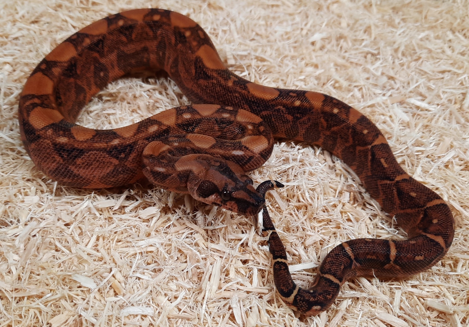 Blood 66% Het Leopard Boa Constrictor by Troy Lee's Reptiles - MorphMarket